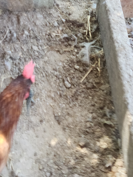 Chickens - The Outdoor Trading Post
